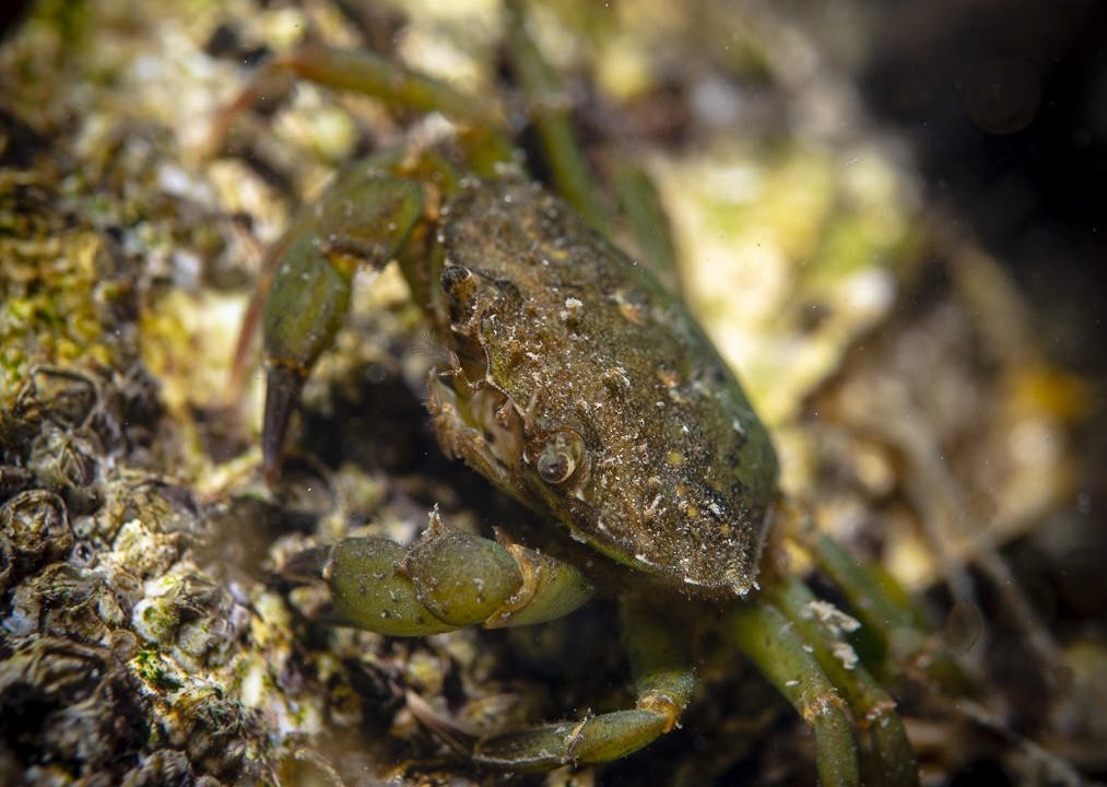 Zeeland - Offene Niederländische Meisterschaft (ONK) der ...