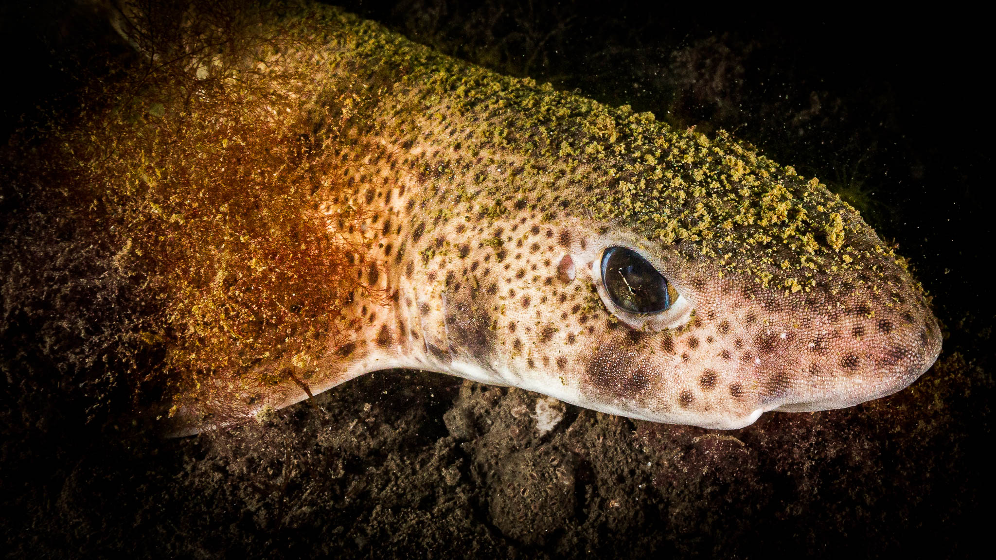 Sharks in the North Sea - Zeeland - Tino Brandt Studio Film und Fotografie